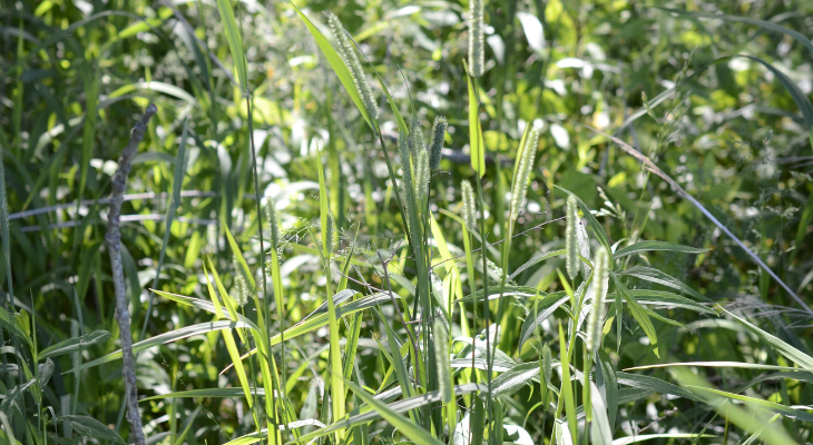 Identifying Timothy A Cool Season Grass Grasses At A Glance Illinois Extension Uiuc